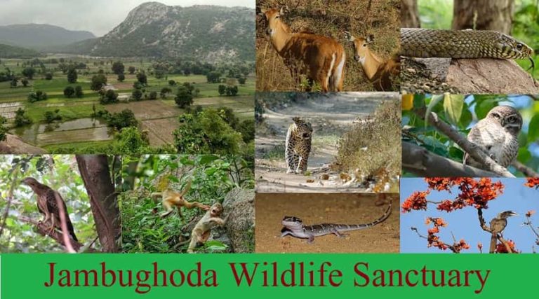 Popular National Parks and Wildlife Sanctuaries of Gujarat