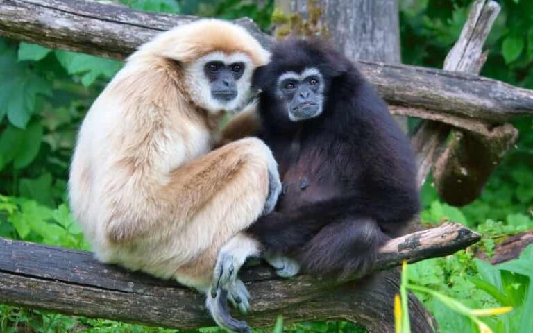 Umrangshu Hill Station, Assam - Best Time to Visit, Accommodation