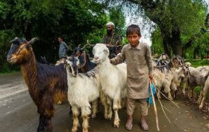 Gujjar Tribes in Himachal Pradesh
