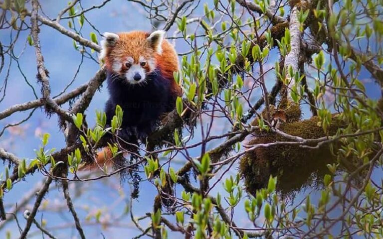 List of National Parks and Wildlife Sanctuaries in Manipur