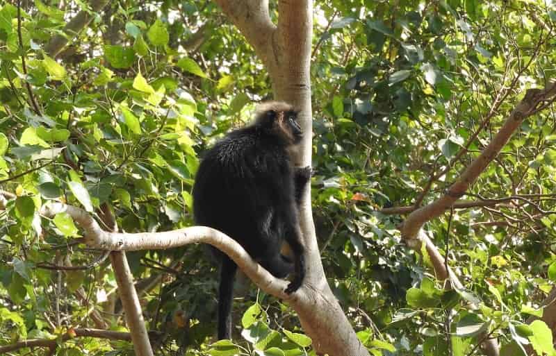 Popular National Park & Wildlife Sanctuaries Tamil Nadu