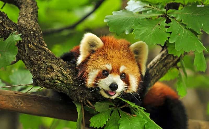 10 Best Things To Do In Arunachal Pradesh