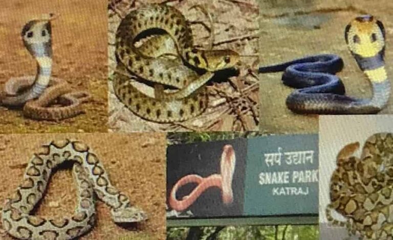 Katraj Snake Park, Pune - Timings, Entry Fee, How to Reach
