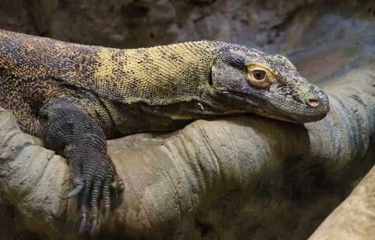 Memphis Zoo, Memphis, Tennessee, United States - Attractions
