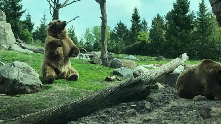 Embark on a Wild Journey: Discover Minnesota Zoo! 🦁
